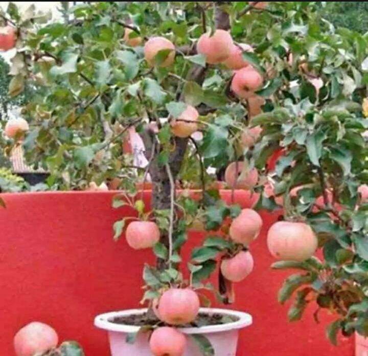 TERLARIS BIBIT APEL FUJI HASIL STEK BATANG DARI INDUKAN SUDAH BERBUAH ...