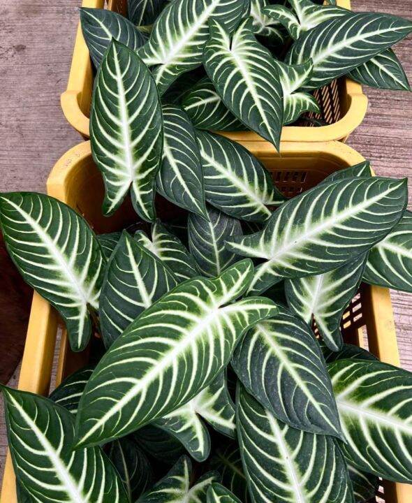 Xanthosoma Lindeni Caladium Rare | Lazada PH