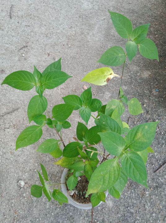 pokok akar ruas ruas, Asystasia gangetica | Lazada