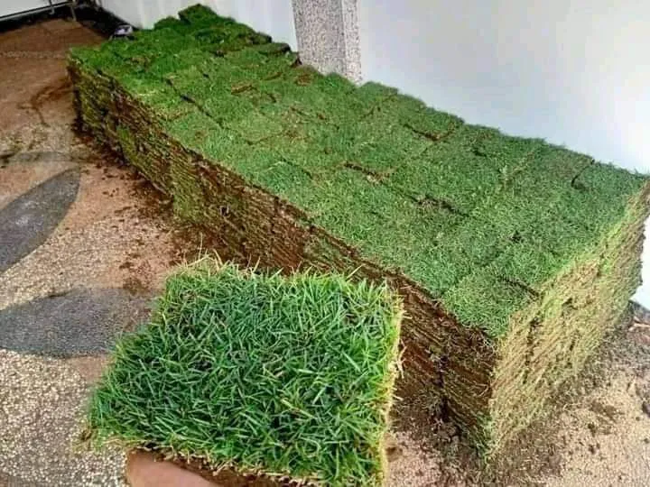 pusat rumput jepang/rumput peking/rumput hidup 100cm x 50cm | Lazada ...