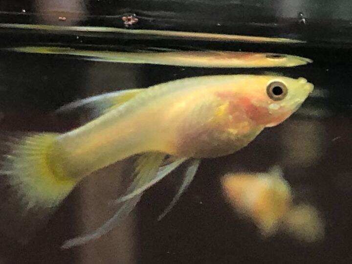 Full Gold Guppy | Lazada PH