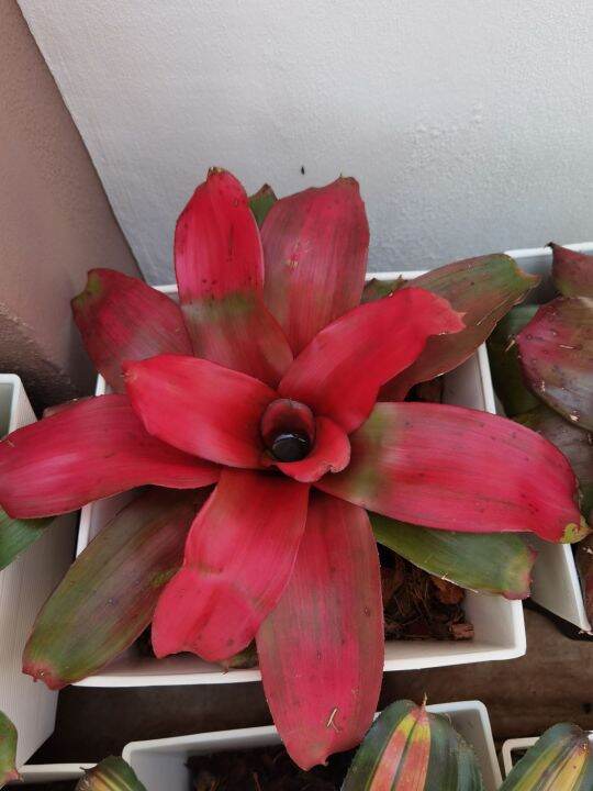 bromeliad neoregelia Magali | Lazada