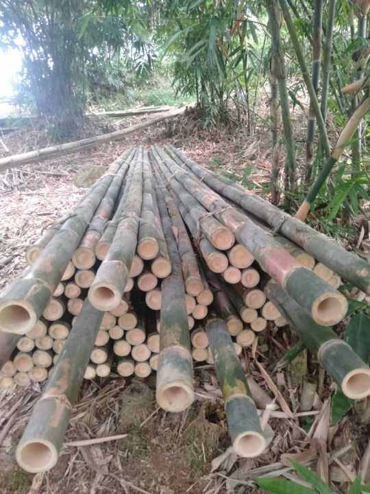 Bambu Apus 6 Meter 300 Batang | Lazada Indonesia