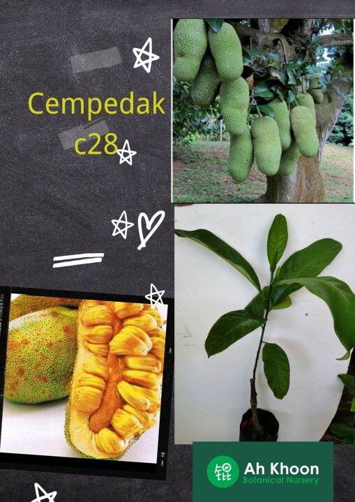 pokok cempedak ch 28 1 kaki lebih | Lazada
