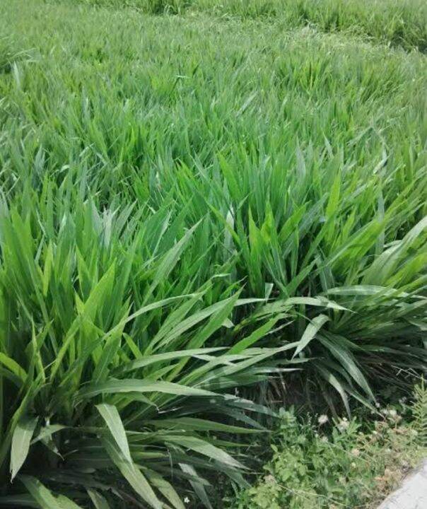 bibit Rumput satria demplot,untuk pakan hewan ternak,sapi domba kerbau ...
