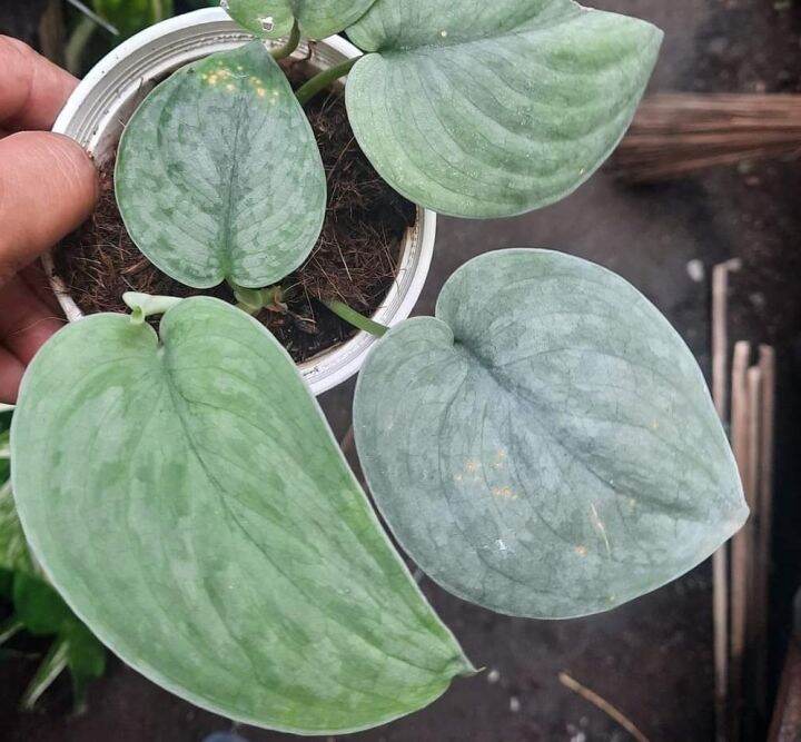 Scindapsus platinum one leaf cuting | Lazada PH