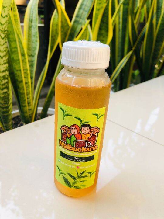 Malbucharia Kombucha Teh Original Minuman Fermentasi Jamur Dipo Scoby ...