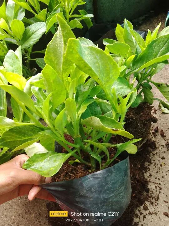Gynura ashitaba BUY 5 GET 1 FREE with roots, leaves and stems | Lazada PH