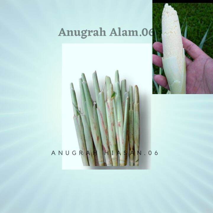 Trubuk Telor Tebu Trubus Trubuk Asli 1Kg Endog Tebu Asli | Lazada Indonesia