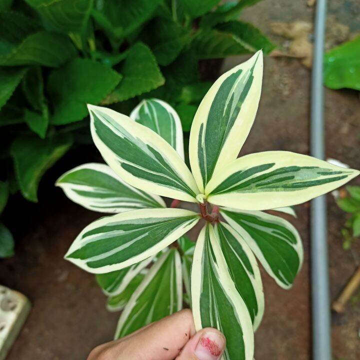 Cây chong chóng var - spiral ginger var - costus arabicus var | Lazada.vn