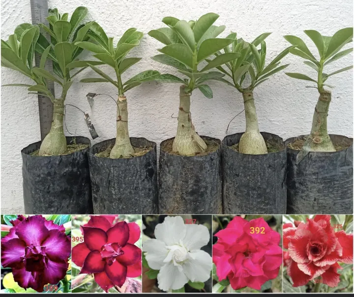 Grafted Adenium Double Petals Actual photo Plants Mulit- Petal Flower ...