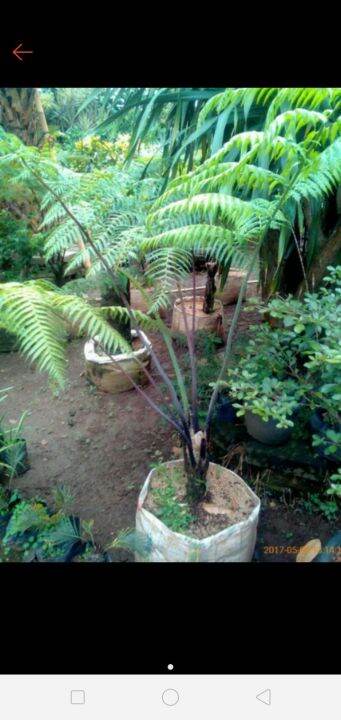 Tanaman Pakis Hutan Pakis hias pakis bulu putih pakis paku | Lazada ...