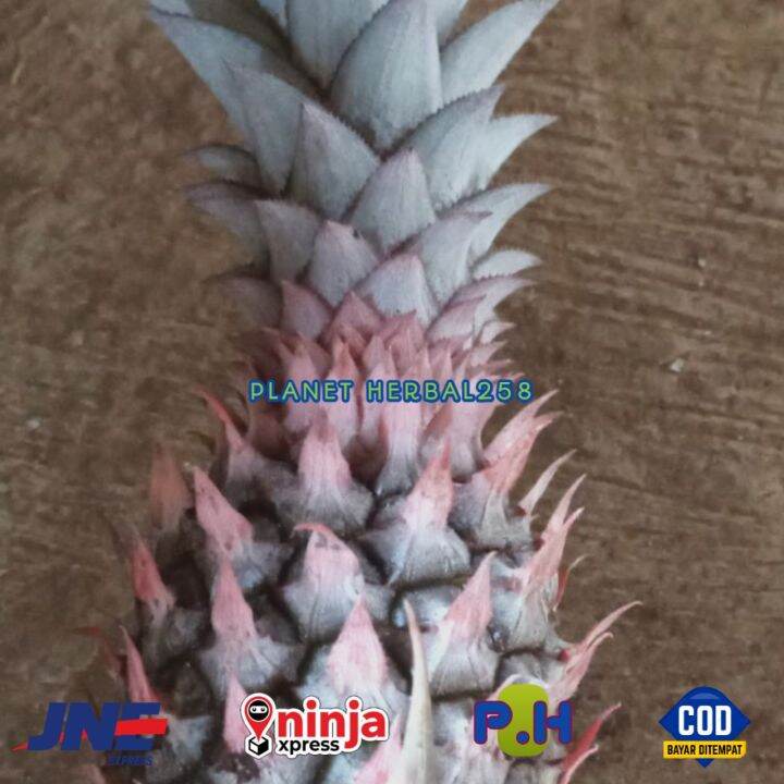 buah nanas merah nanas muda herbal nanas hutan kaya manfaat | Lazada Indonesia