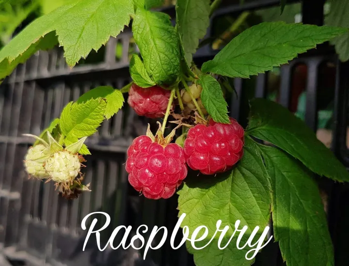 Raspberry Autumn First 🍒 ต้นราสเบอรี่ ผลสีแดง 🍒 | Lazada.co.th