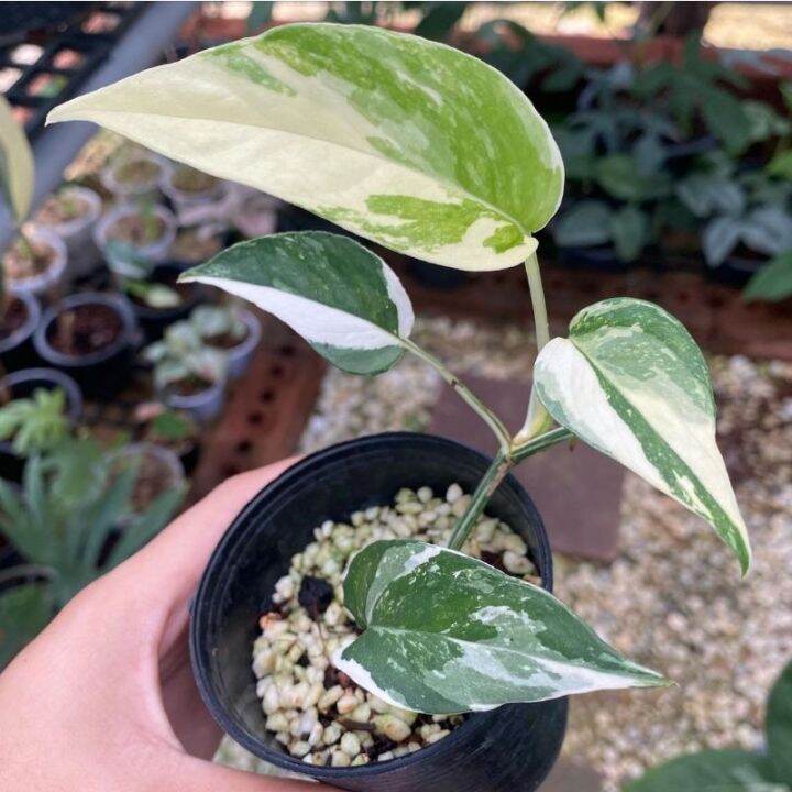 tanaman hias-tanaman epipremnun pinnatum varigata-epipremnum variegata ...