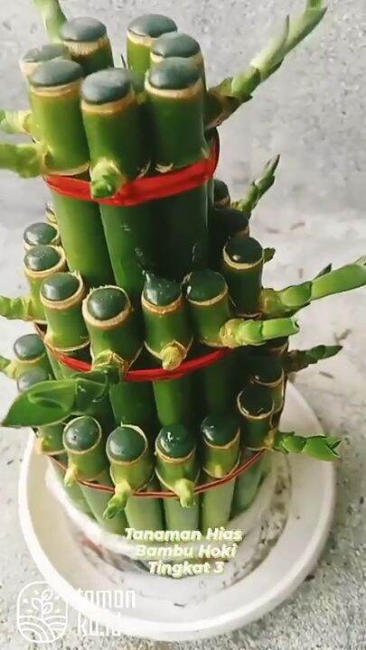 Bambu Hoki | Bambu Rejeki | pohon keberuntungan bambu hoky 3 Tingkat ...