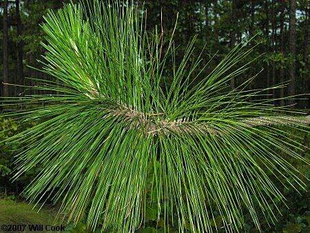 Daun Pinus 1kg | Lazada Indonesia