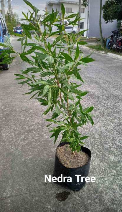 Live Plant Grafted Plant Tree Nedra Tree Plant Fruit bearing Tree Plant Indoor Plant Outdoor ...