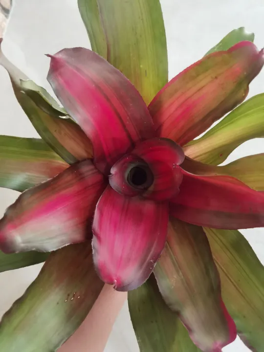 bromeliad neoregelia Magali Variegated | Lazada