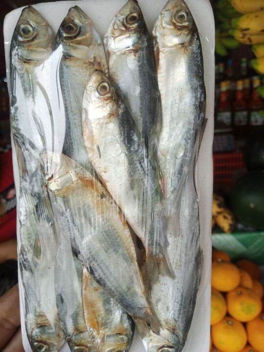 Dried TAWILIS pasalubong, ( Unsalted fish ) the best pang Breakfast, 1 ...