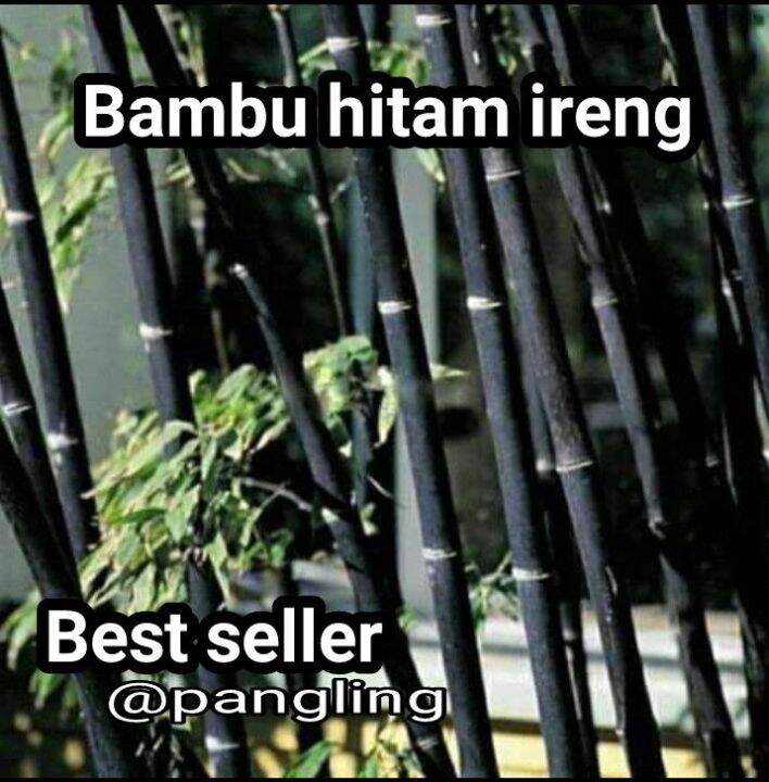 BAMBU HITAM BAMBU IRENG BAMBU WULUNG BIBIT SIAP TANAM | Lazada Indonesia