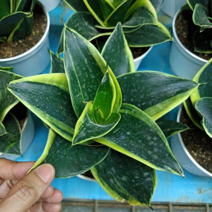 Dwarf SNake Plant with Free Pot | Lazada PH
