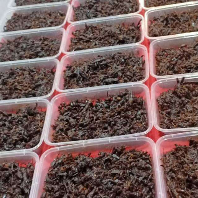 Blendi Tewel Khas Blitar | Lazada Indonesia