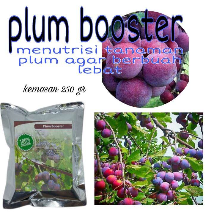 pupuk organik plum booster pupuk pemicu pertumbuhan tanaman plum menutrisi tanaman plum agar ...