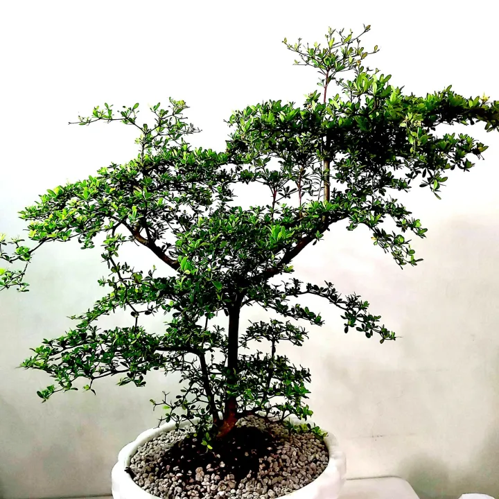 BUCIDA JAPANESE BONSAI LAYERING Small Size | Lazada PH