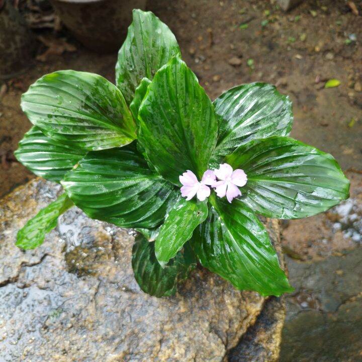 Pokok Cekur Batik Kencur Tumbuhan Hidup Herba Live Plants | Lazada