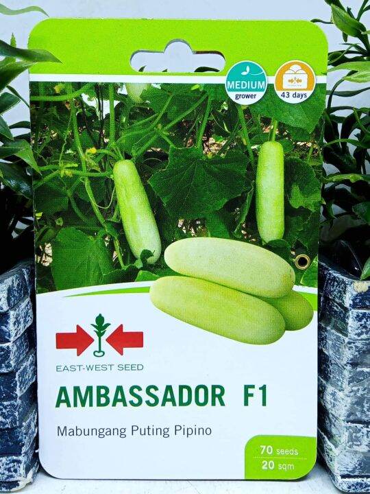 Ambassador F1 ( Pipino ) / Small Pouch / East West Seed (70seeds ...