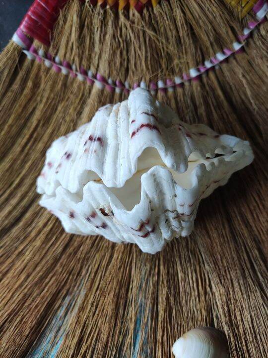 Whole Clams Shell | Lazada PH