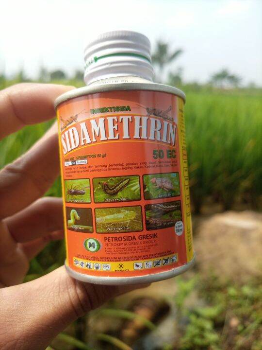Sidamethrin pestisida pembasmi belalang,ulat pada tanaman jagung ...