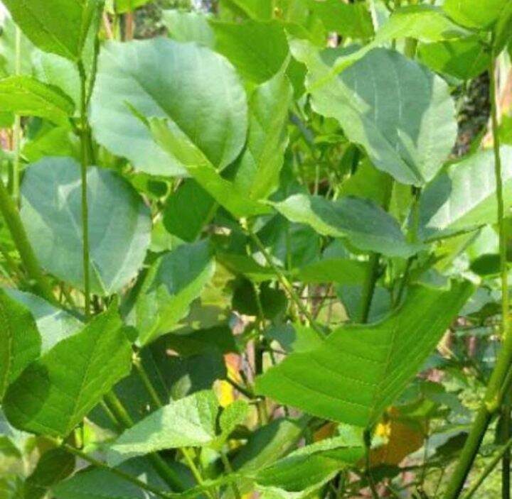 daun Dadap serep segar dan kering | Lazada Indonesia