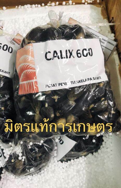 เมล็ดพันธุ์ปาล์มคาลิค600 ( CALIX 600 ) จำหน่าย เมล็ดละ 45 บาท | Lazada ...