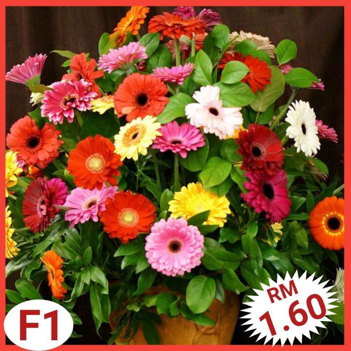 F1 Biji Benih Bunga Gerbera Daisy (50+/-) -（Warna Campur） - Gerbera Daisy Flower Seeds (Mixed ...