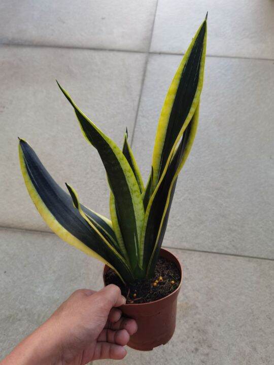sansevieria black gold extreme | Lazada
