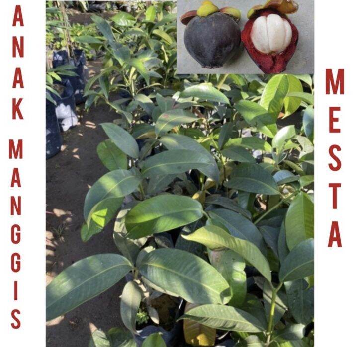 Anak pokok manggis ( MESTA ) hybrid / manggis mesta / masta | Lazada