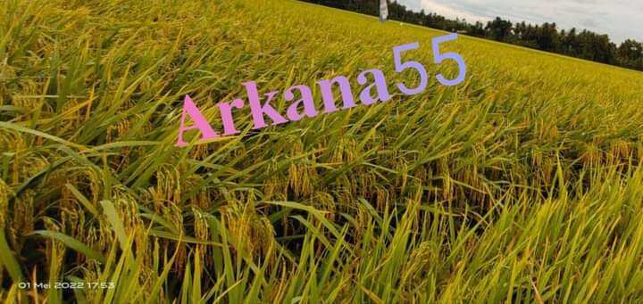 benih padi bibit unggul varietas terbaru arkana 55 kemasan 1kg | Lazada Indonesia
