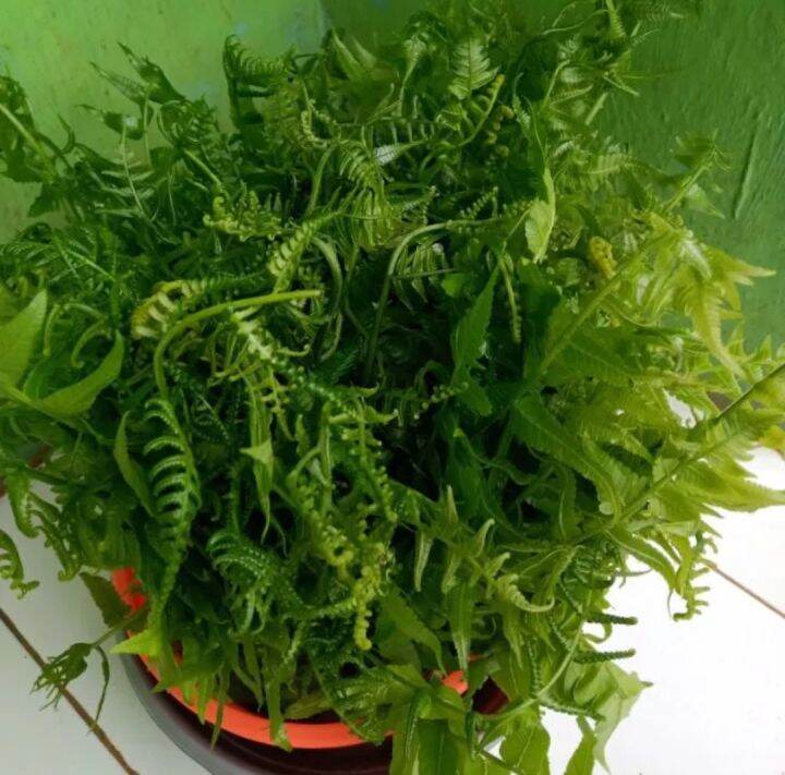 Sayur pakis segar 500gr | Lazada Indonesia