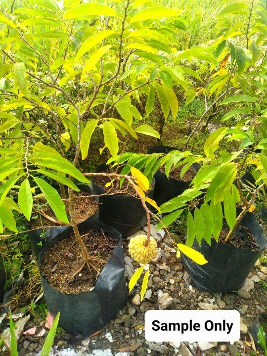 Sugar Apple (ATIS) Plant | Lazada PH