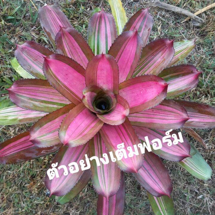 สับปะรดสีนีโอหยาง อเมริกันโคลน /Neo.Yang/ไม้ประดับ/ไม้มงคล/หน้าไม้กว้าง ...