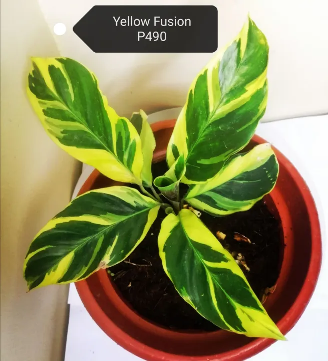Calathea yellow fusion, DWARF 6" inches height Medium Size ships ...