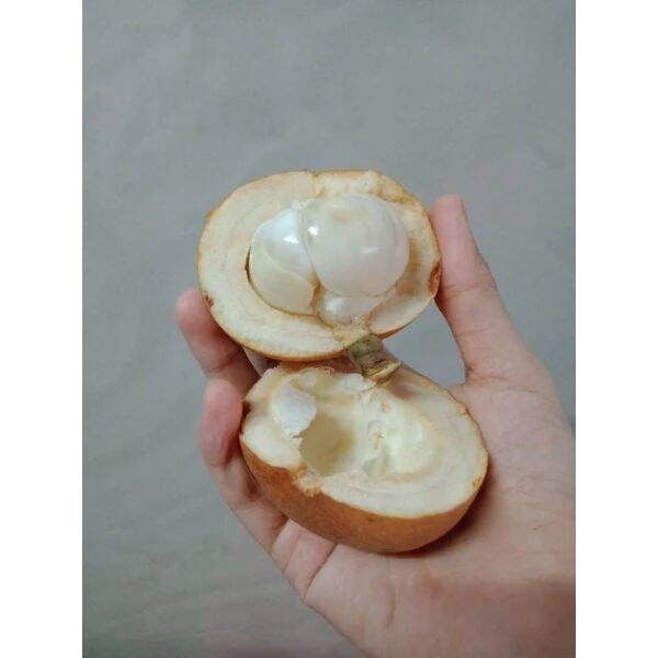 BUAH TAMPOI / BUAH NGEKE LEDEND 1KG FRESH | Lazada