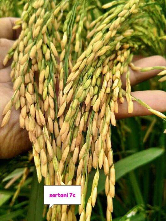 NEW bibit padi benih padi sertani 7c padi MSP 7 tercepat cepat panen ...