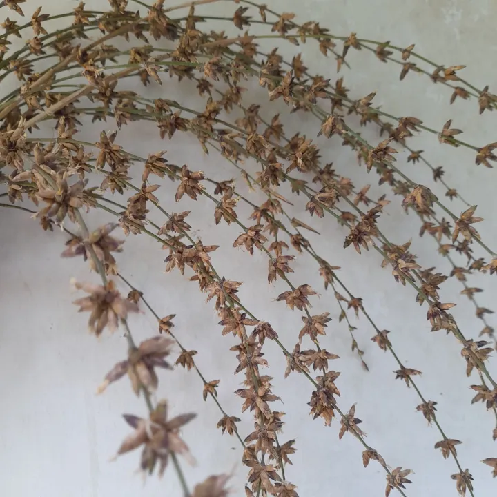 HERBAL BUNGA BAMBU IJO BUNGA BAMBU HERBAL ANTI STROKE BUNGA BAMBU ...