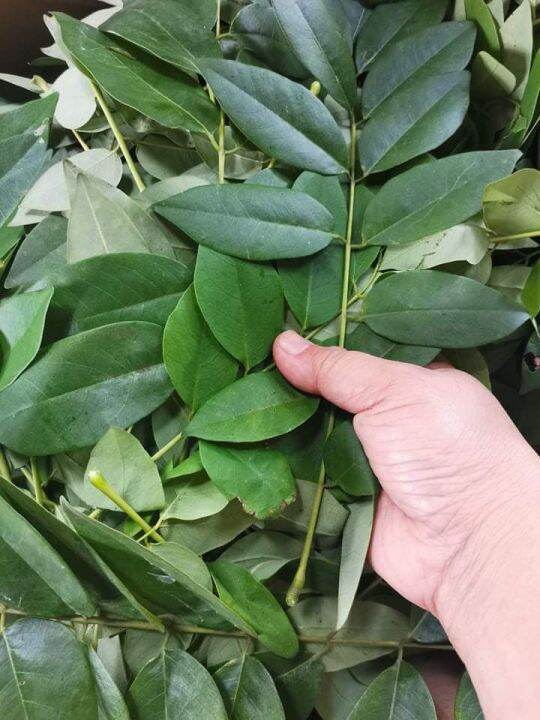 Madre de Cacao Leaves (Kakawate Leaves) | Lazada PH