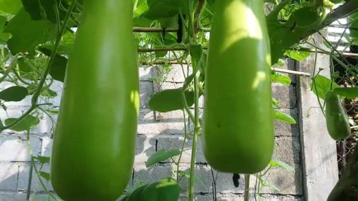 F1 UPO TAMBULI (25pcs seeds) SUPER LONG/BOTTLE GOURD/HIGH GERMINATION ...