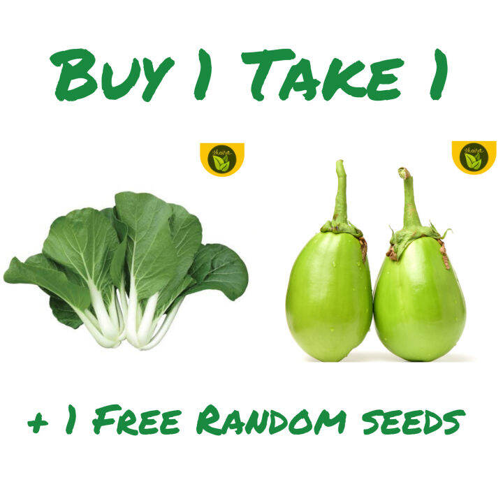 binhi ng mga gulay pantanim pechay 100+ seeds and green talong 30 seeds ...