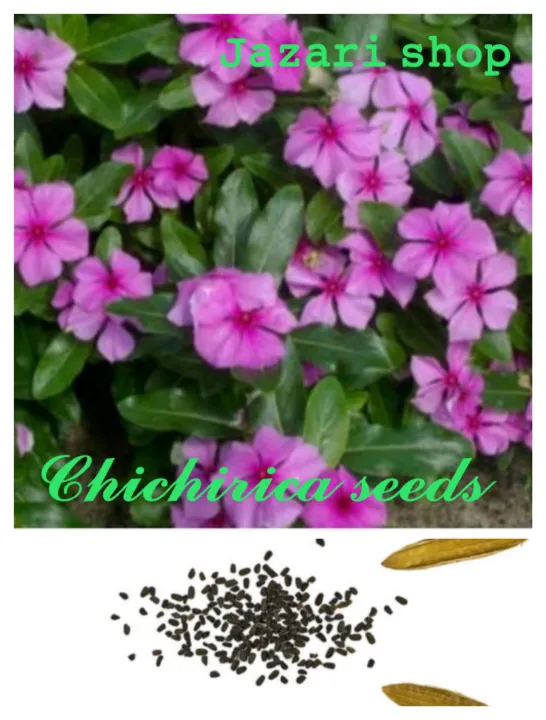 Chichirica seeds ( 10 seeds) | Lazada PH
